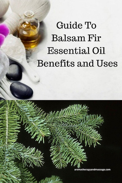 Balsam Fir Essential Oil Benefits and Uses In Aromatherapy